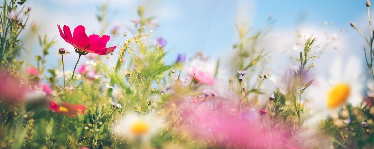 Spring into Summer with these Hot Sponsorship Offers! - Hope 103.2